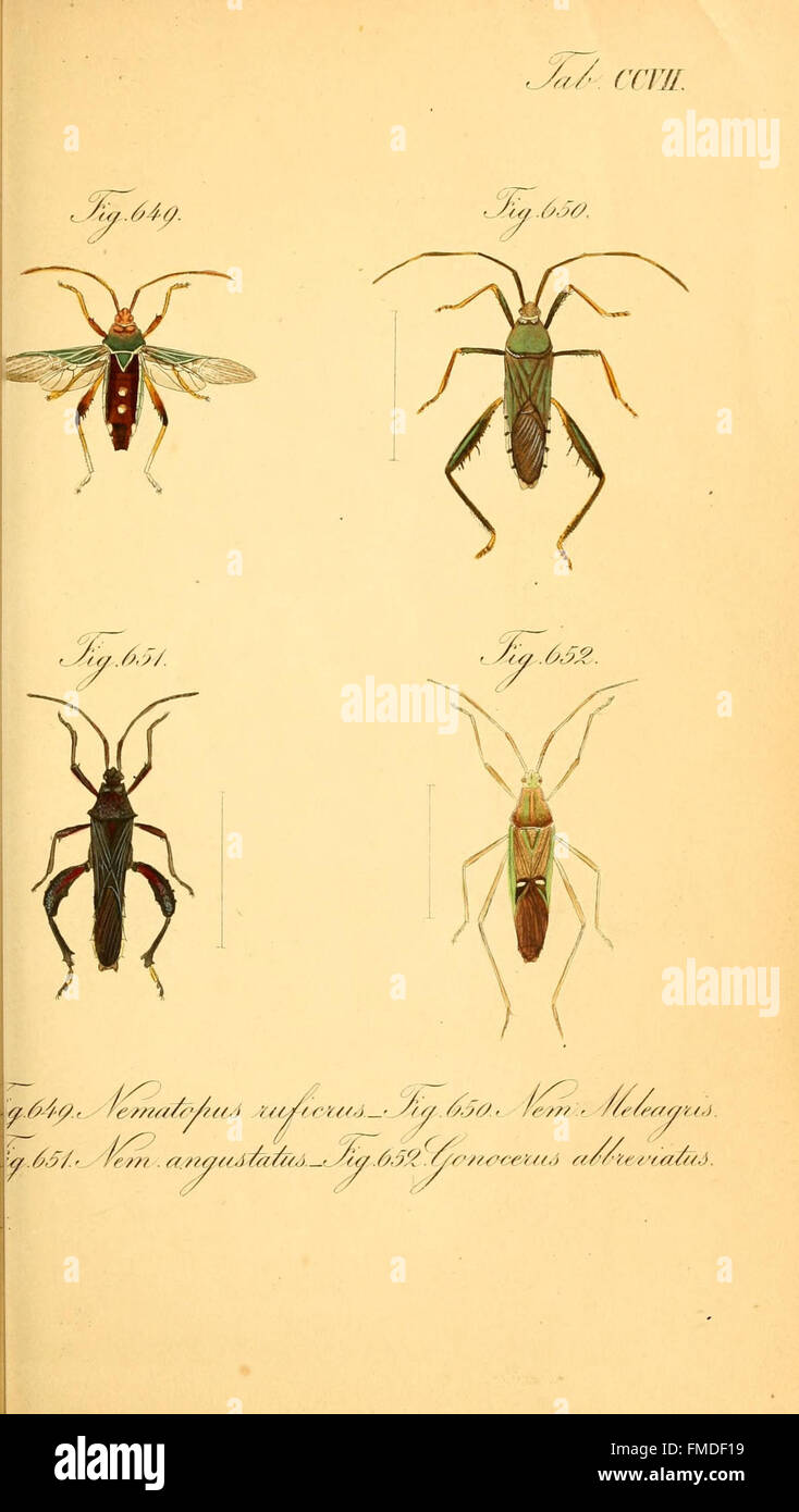 *Die Wanzenartigen Insecten* focuses on the study of true bugs, a group ...