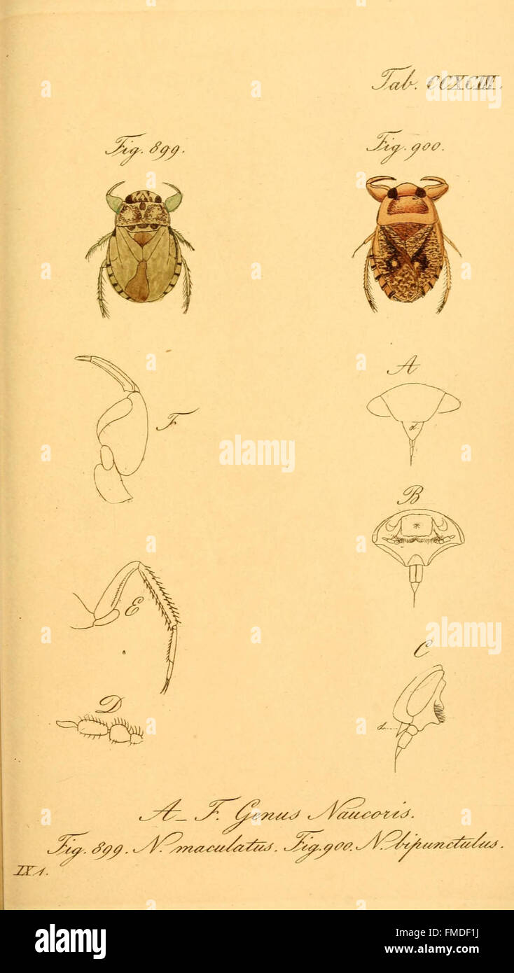 Tab. CCXCIII from 'Die wanzenartigen Insecten' presents illustrations ...
