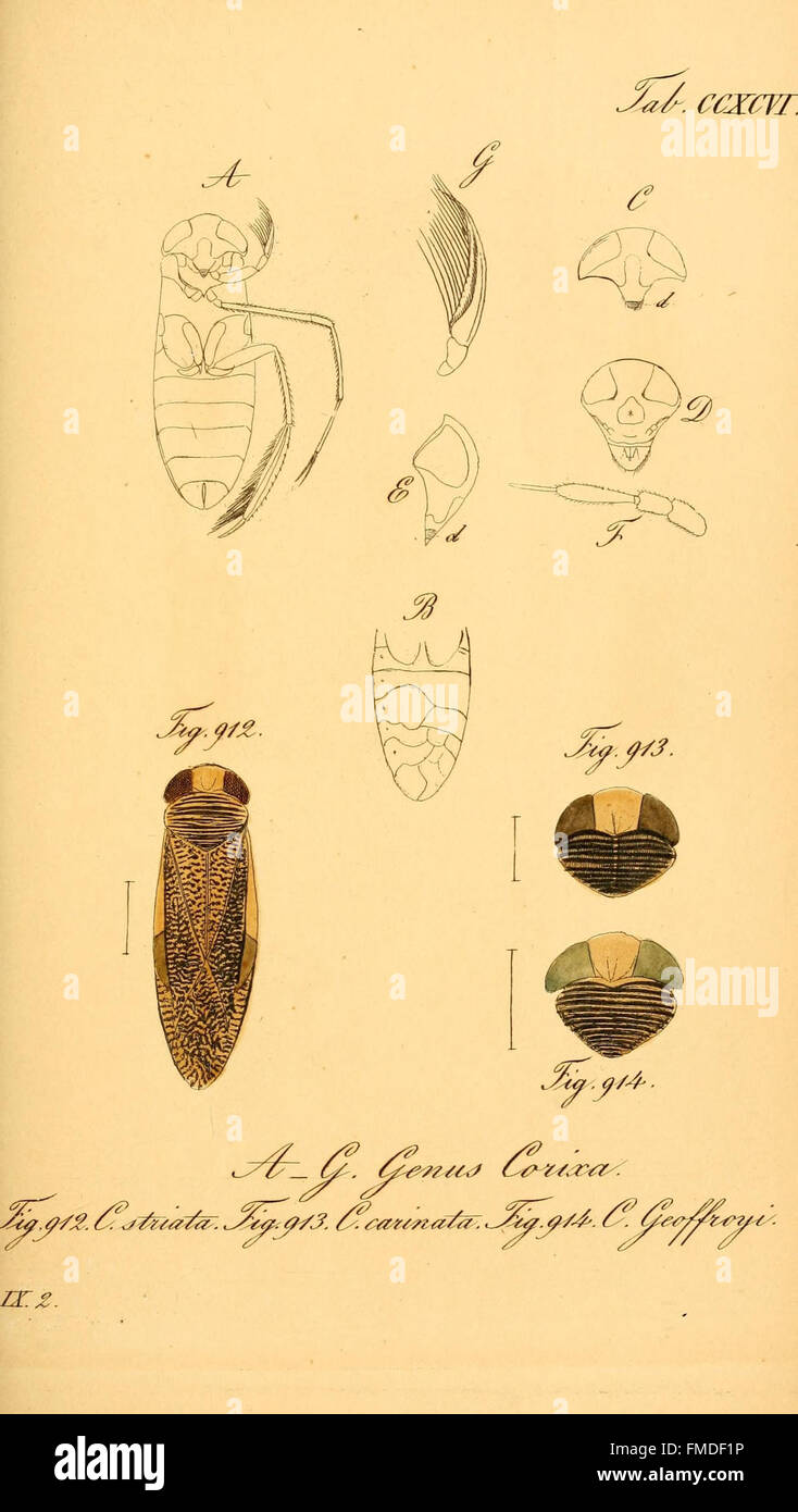 'Die wanzenartigen Insecten' (Tab. CCXCVI) illustrates the diverse ...