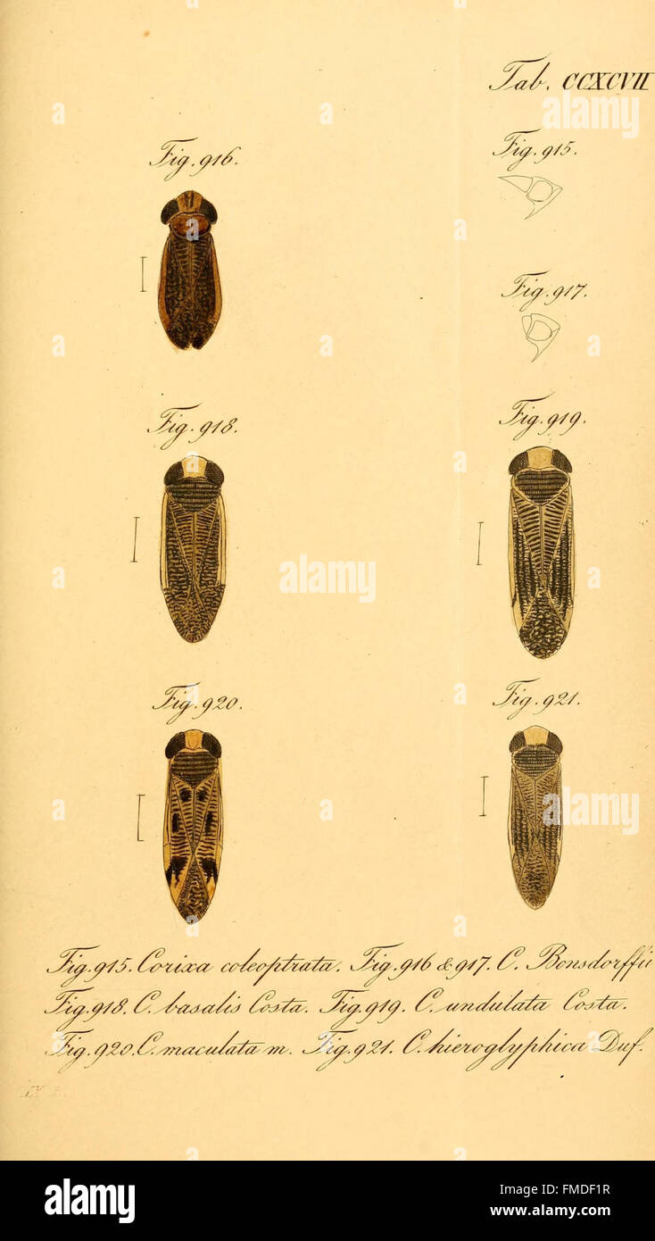 Tab CCXCVII from 'Die Wanzenartigen Insecten' depicts various species ...