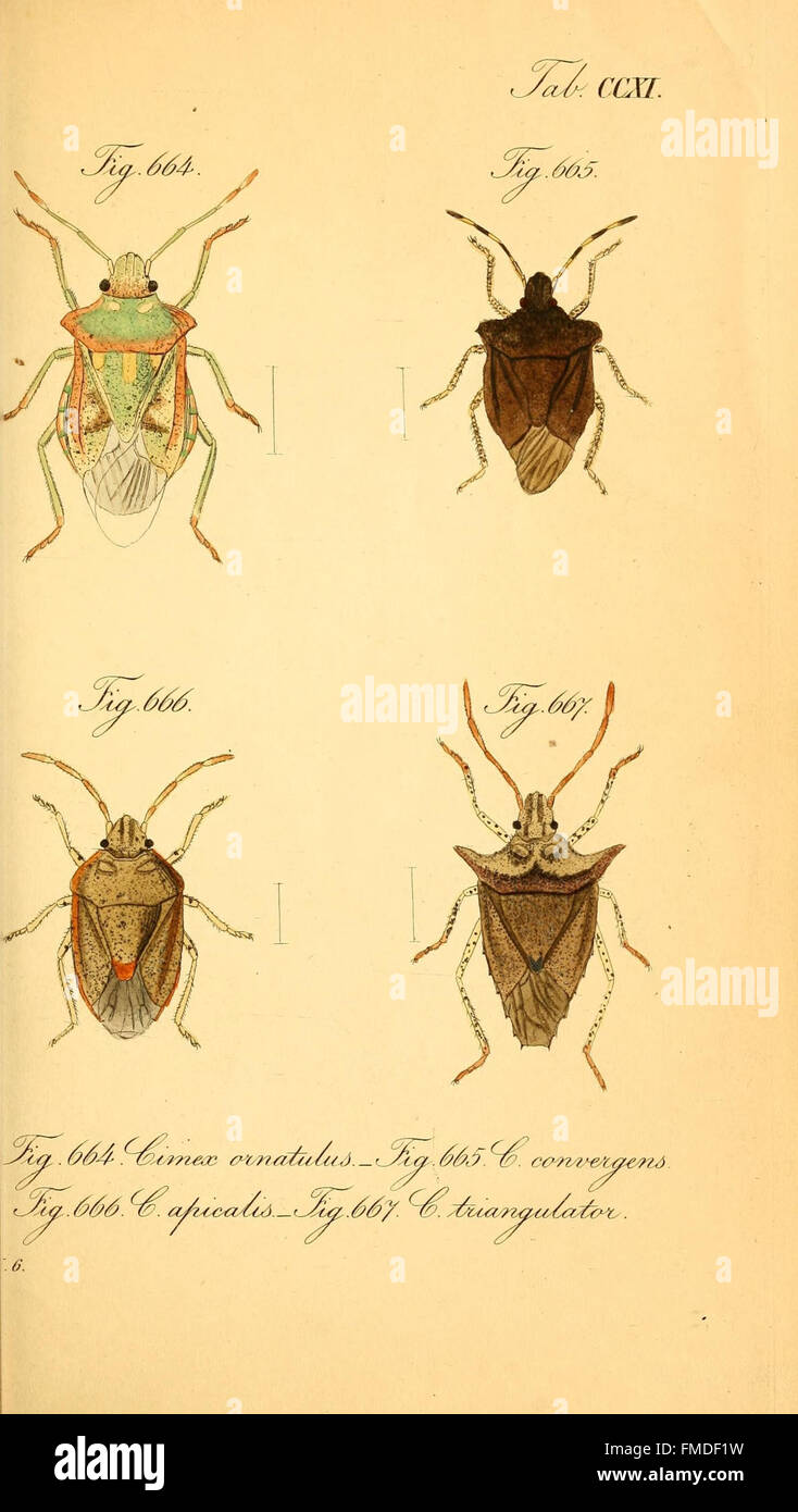 'Die Wanzenartigen Insecten' (Tab. CCXI) is a detailed illustration of ...