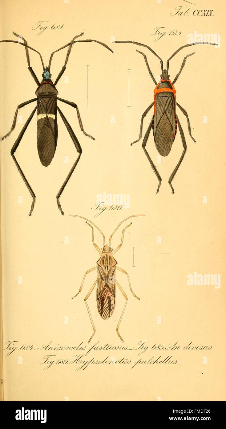 'Die Wanzenartigen Insecten' focuses on the Hemiptera order ...