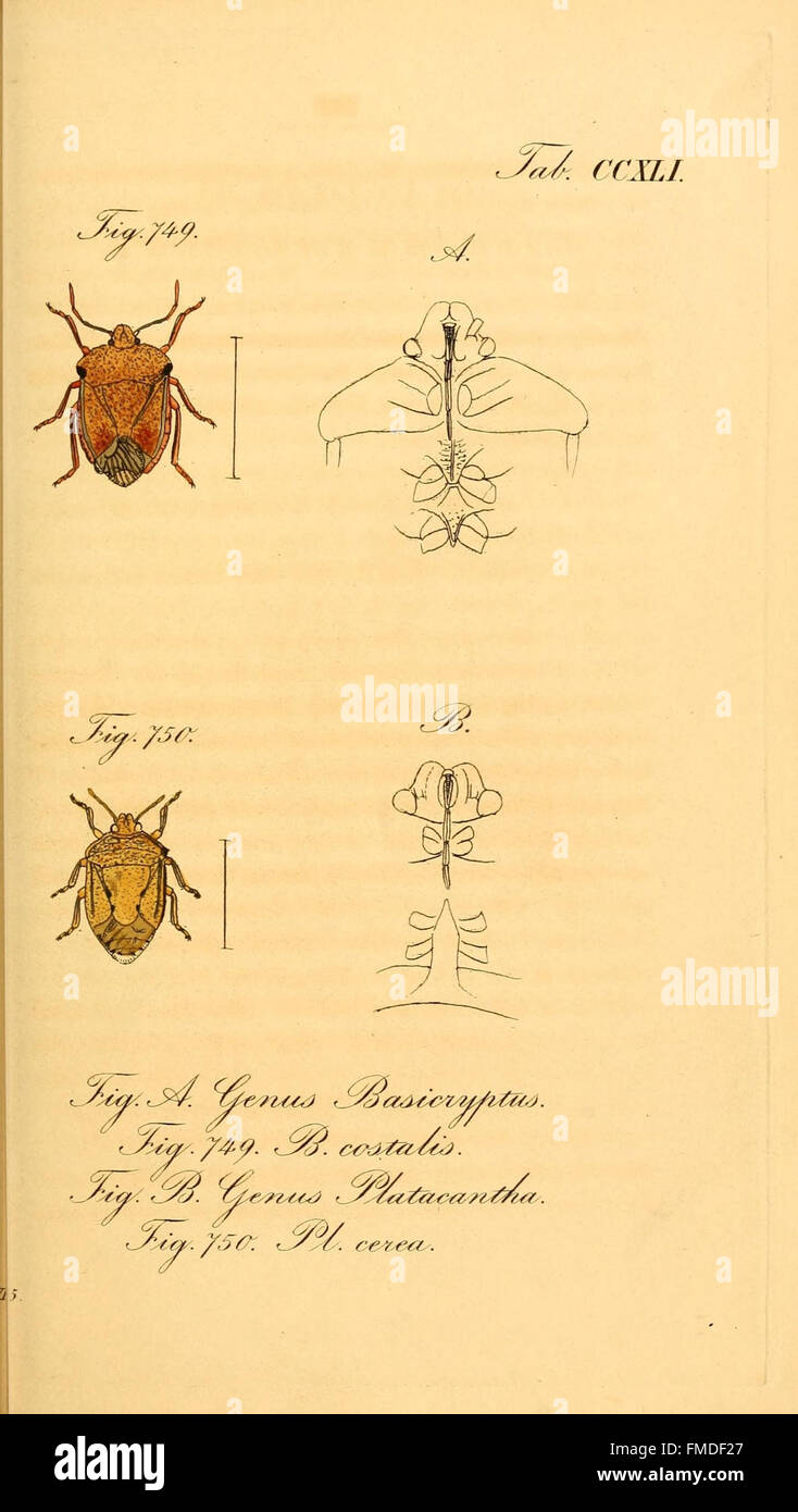 Tab. CCXLI from 'Die Wanzenartigen Insecten' illustrates various ...