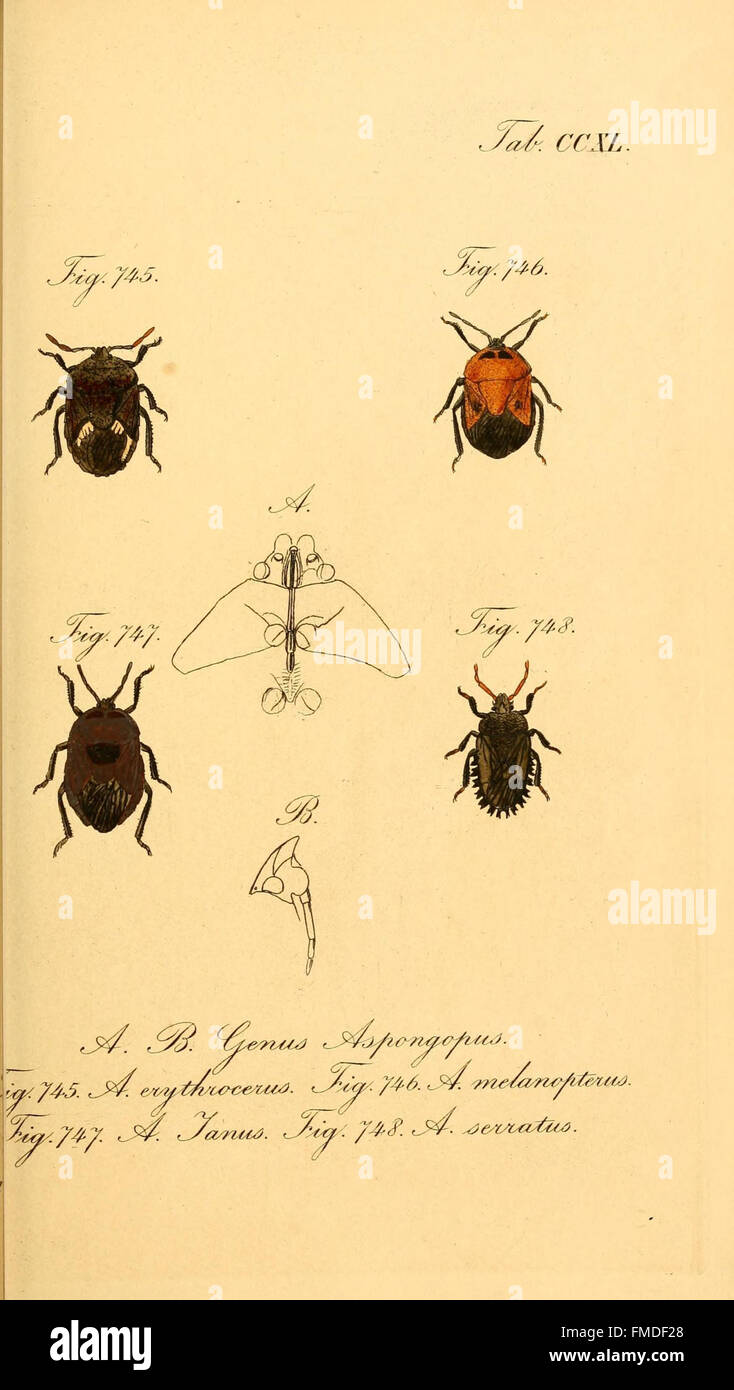 Tab. CCXL from 'Die Wanzenartigen Insecten' illustrates various species ...