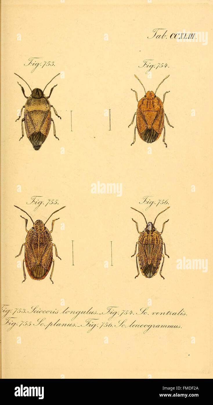 Die wanzenartigen Insecten (The Bug-like Insects) Tab. CCXLIII presents ...