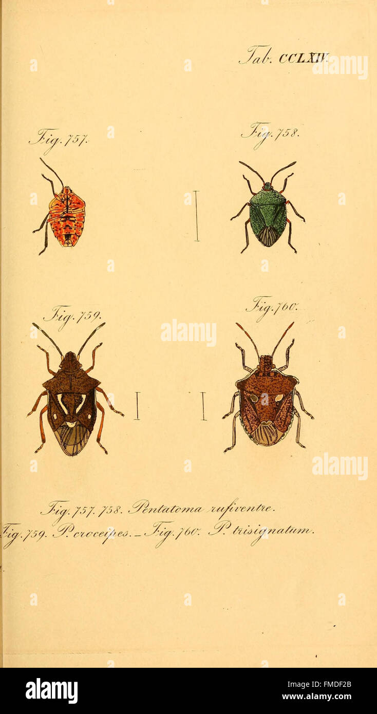 Tab. CCXLIV from *Die wanzenartigen Insecten* depicts various species ...