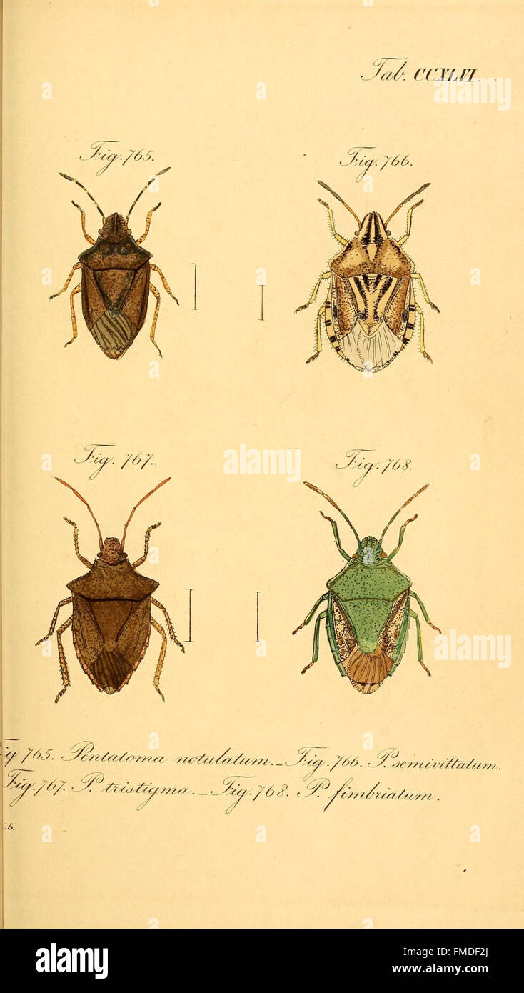 Tab. CCXLVI from 'Die wanzenartigen Insecten' illustrates various ...