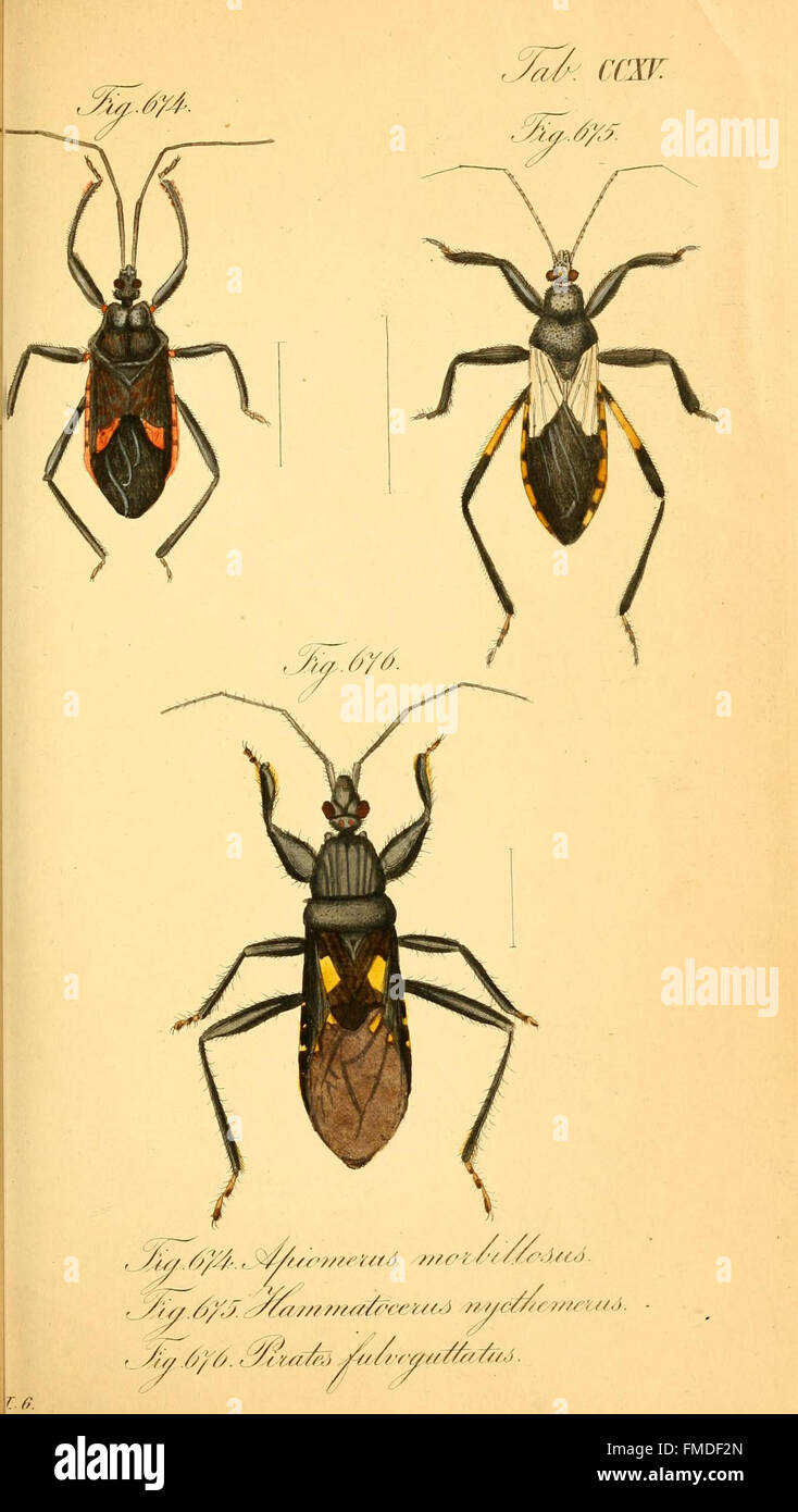 Plate CCXV from 'Die Wanzenartigen Insecten' illustrates various ...