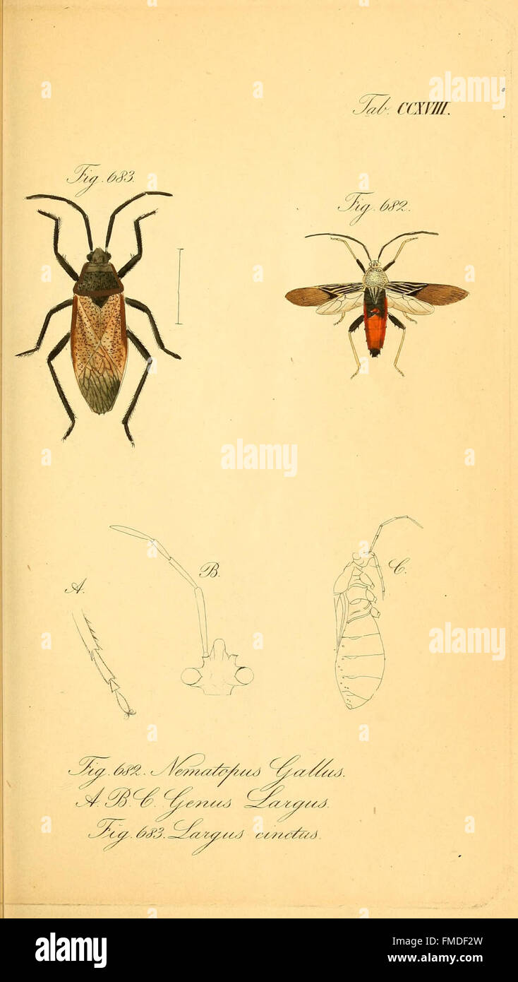 Tab. CCXVIII from 'Die wanzenartigen Insecten' illustrates various ...