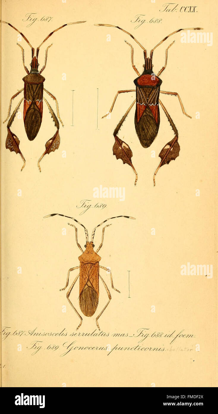 Tab. CCXX from 'Die wanzenartigen Insecten' illustrates various species ...