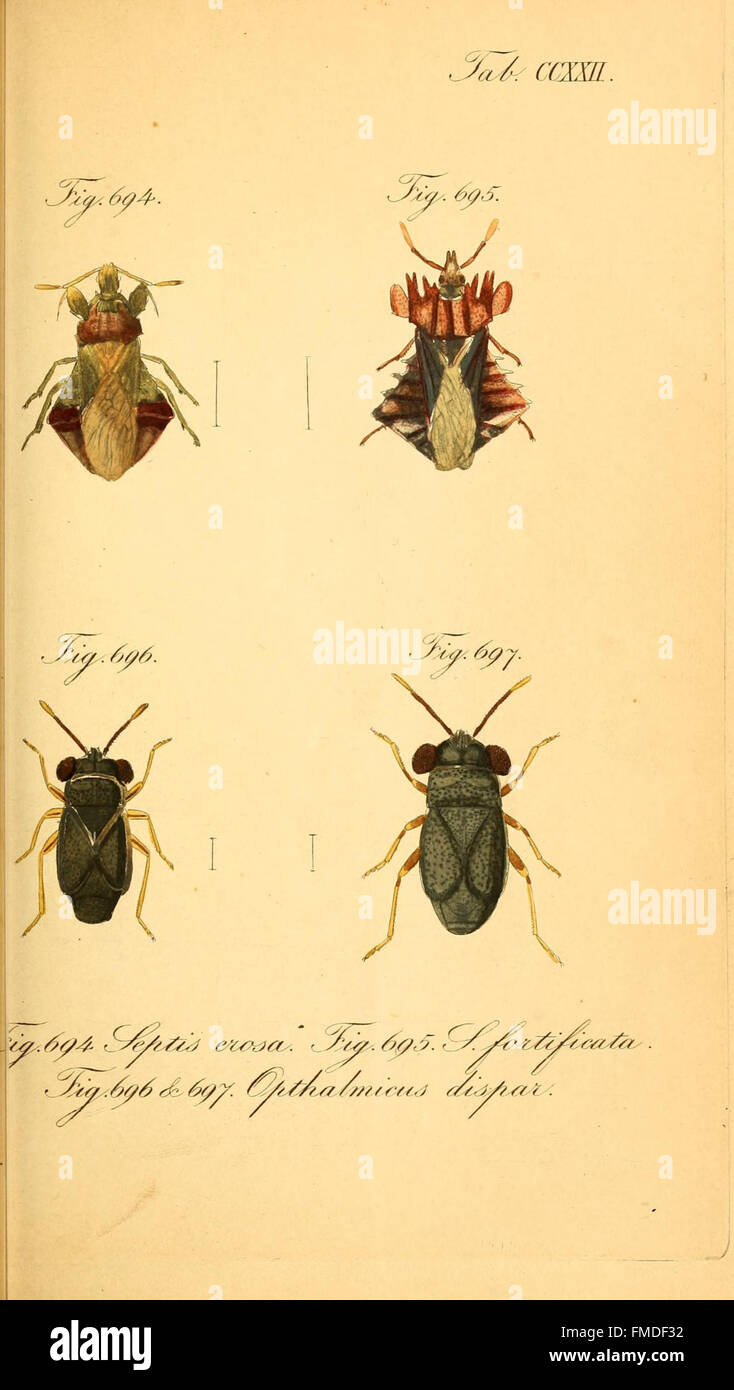 Die wanzenartigen Insecten (Tab. CCXXII Stock Photo - Alamy