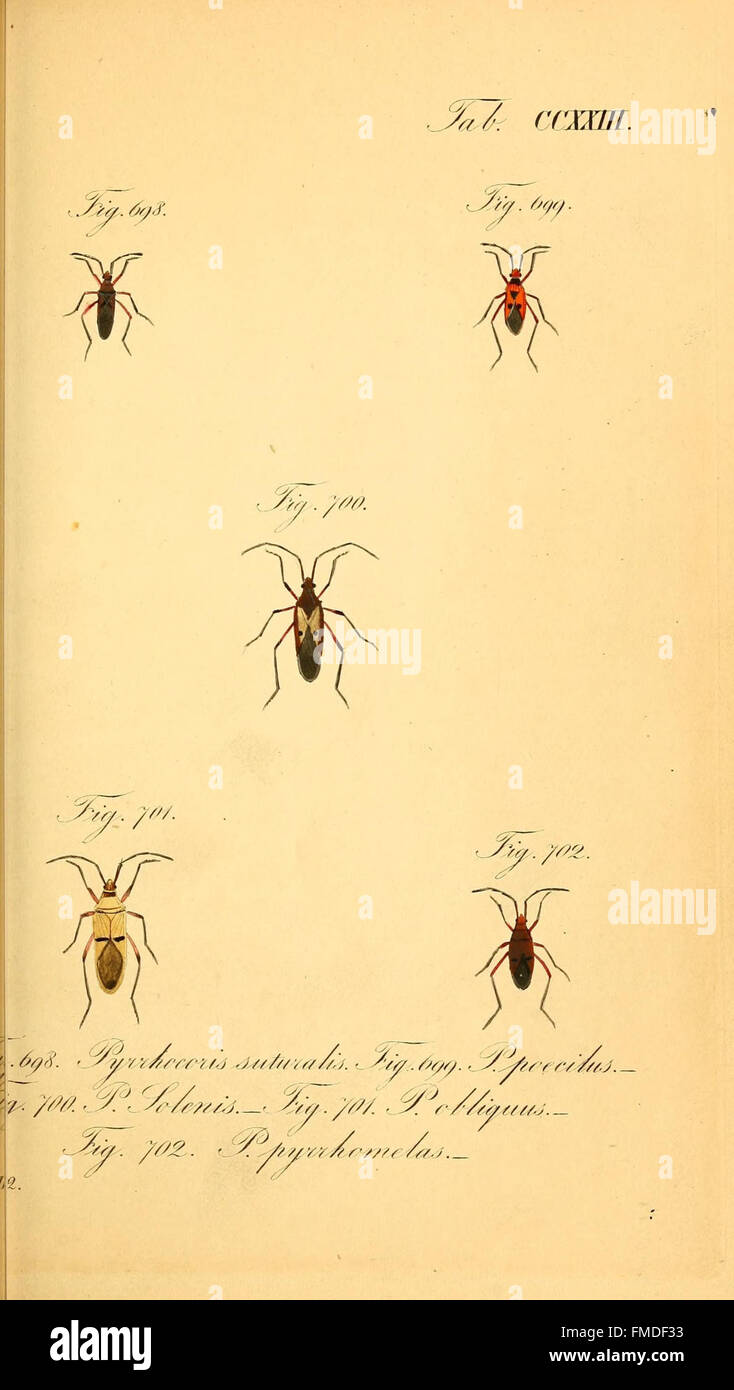 Tab. CCXXIII from 'Die wanzenartigen Insecten' features detailed ...