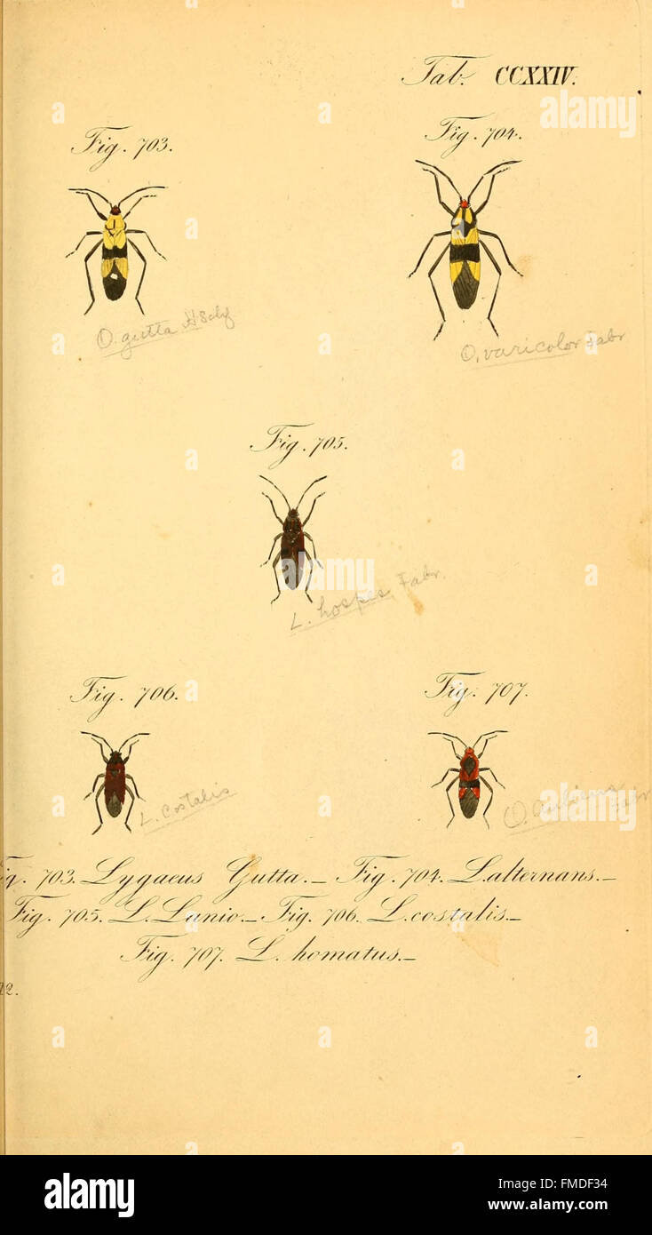 Tab. CCXXIV presents illustrations of the Hemiptera order of insects ...