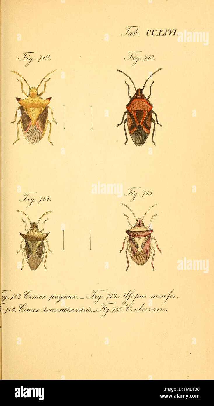 Plate CCXXVI from 'Die Wanzenartigen Insecten' illustrates various ...