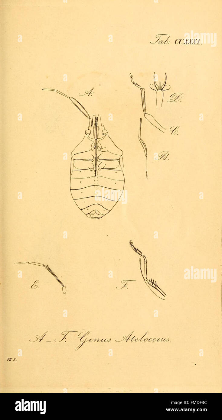 Tab. CCXXXI from 'Die wanzenartigen Insecten' depicts a variety of true ...