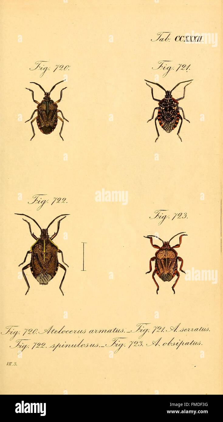 'Die wanzenartigen Insecten' (Tab. CCXXXII) explores the classification ...