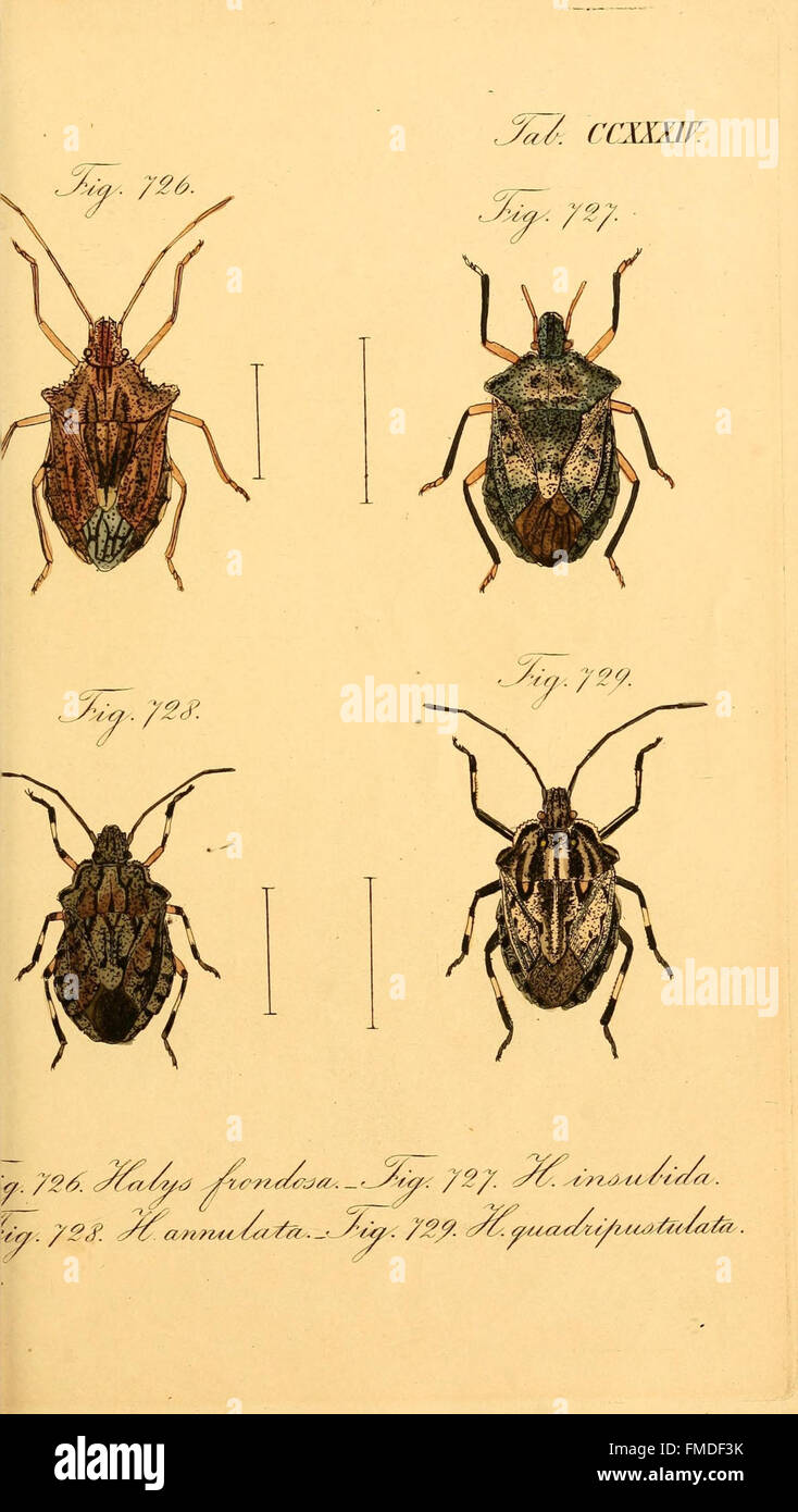 Tab. CCXXXIV in *Die Wanzenartigen Insecten* illustrates various ...