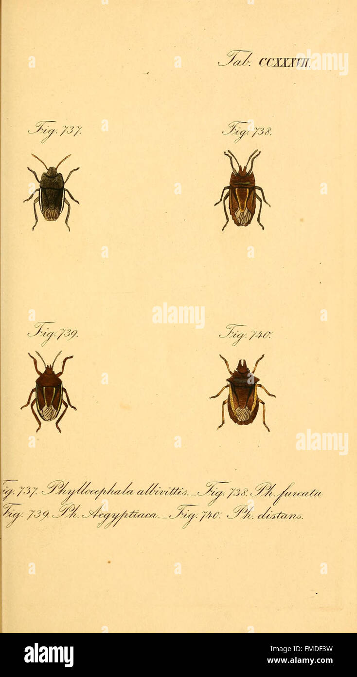 'Die wanzenartigen Insecten' (The Hemipterous Insects) is a scientific ...