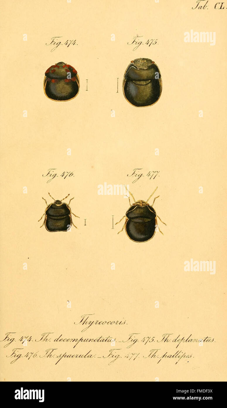 Tab CL from 'Die wanzenartigen Insecten' presents detailed ...