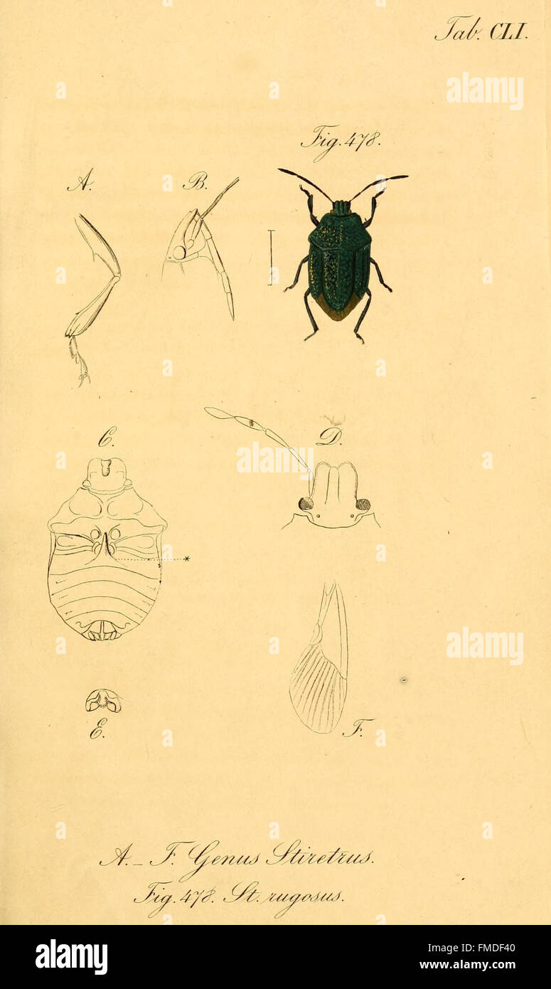'Die wanzenartigen Insecten' (Tab. CLI) features detailed illustrations ... 'Die wanzenartigen Insecten' (Tab. CLI) features detailed illustrations ...