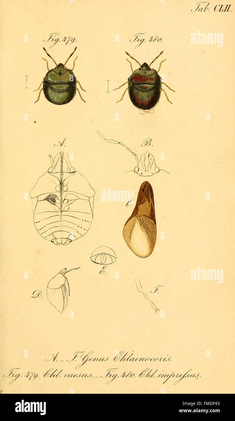 Plate CLII from 'Die Wanzenartigen Insecten' depicts the true bugs or ...