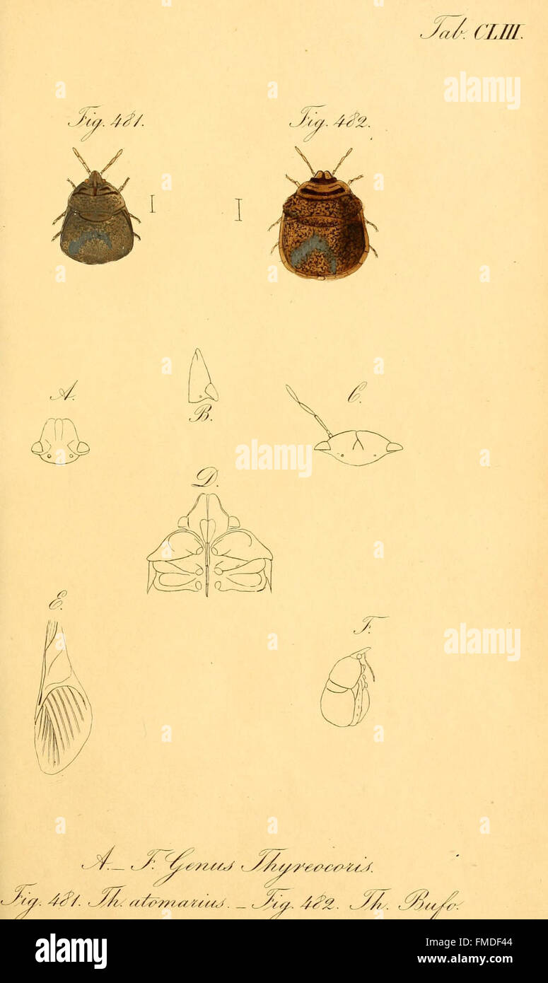 Tab. CLIII from 'Die Wanzenartigen Insecten' presents illustrations and ...