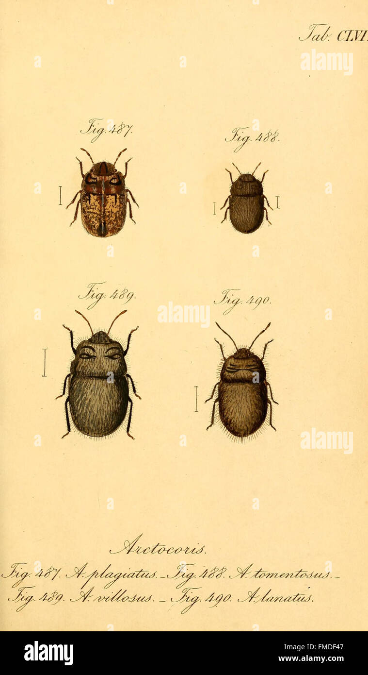 An illustration from a work on the hemipteroid insects (often referred ...