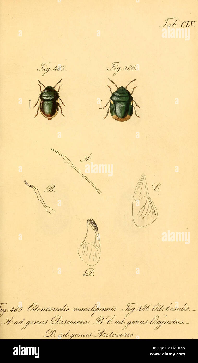 Tab. CLV from 'Die Wanzenartigen Insecten' presents detailed depictions ...