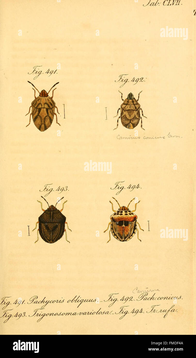 Tab. CLVII from 'Die Wanzenartigen Insecten' provides an illustration ...