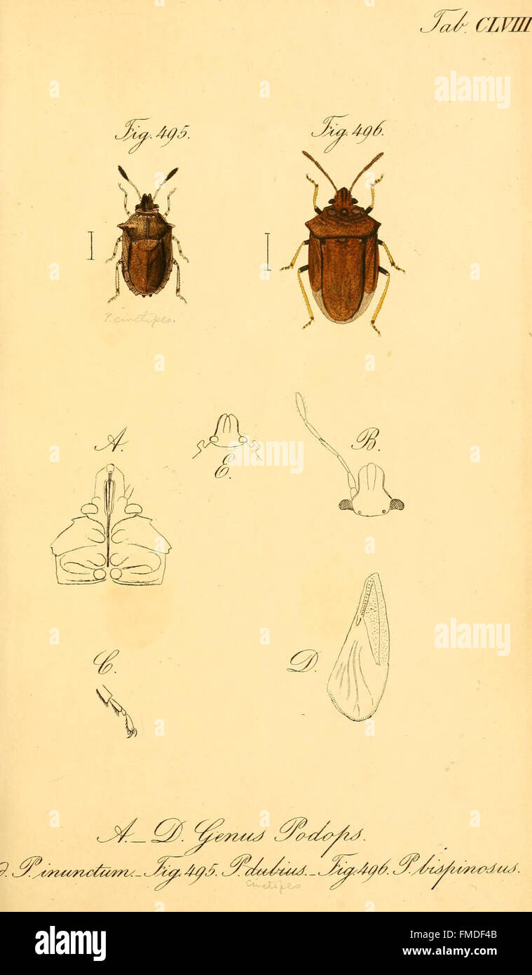 Tab CLVIII from 'Die Wanzenartigen Insecten' showcases a variety of ...