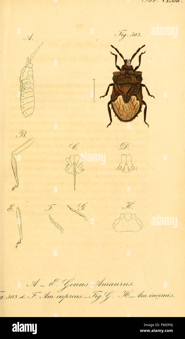 Tab. CLXIII from 'Die Wanzenartigen Insecten' illustrates various ...