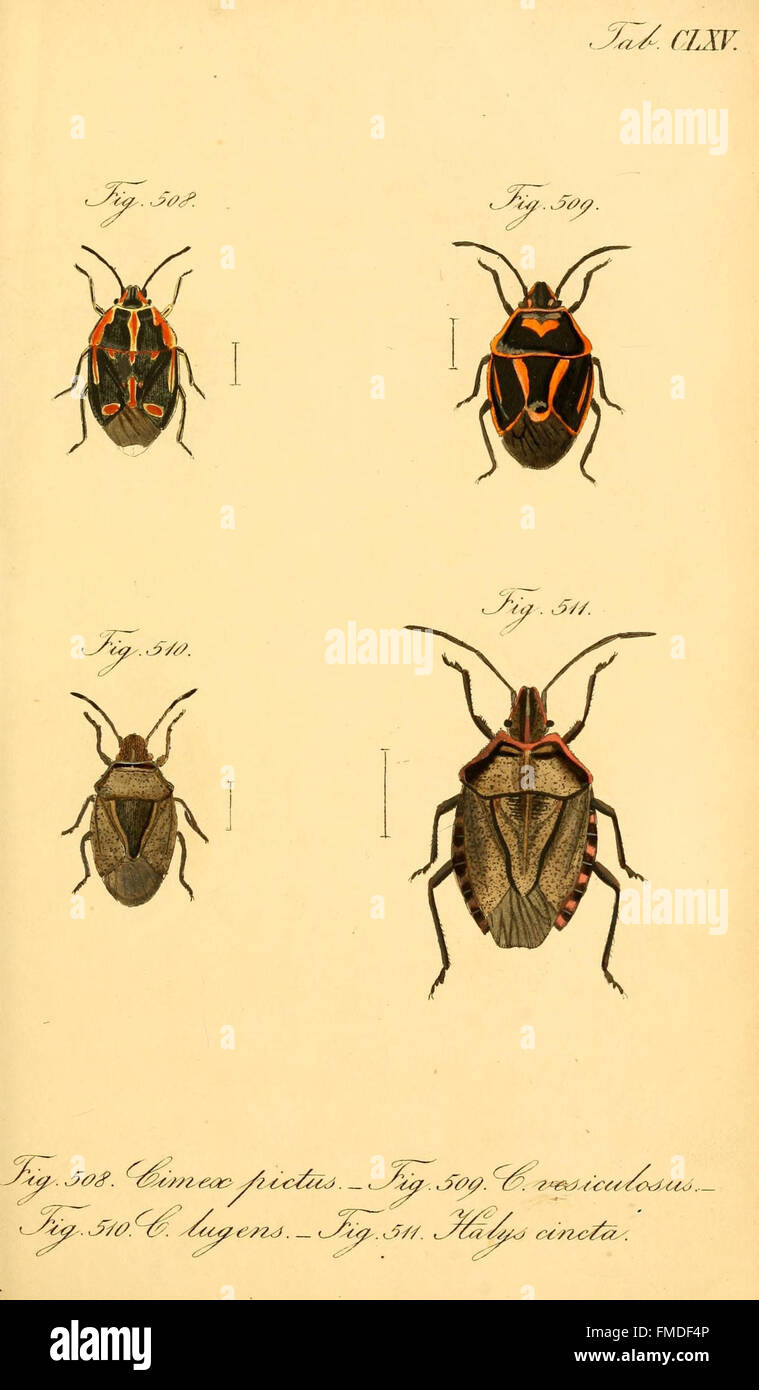 Tab. CLXV from 'Die Wanzenartigen Insecten' illustrates various species ...