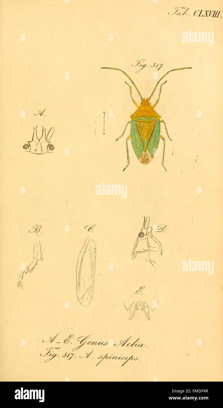 Tab. CLXVIII from 'Die Wanzenartigen Insecten' depicts various species ...