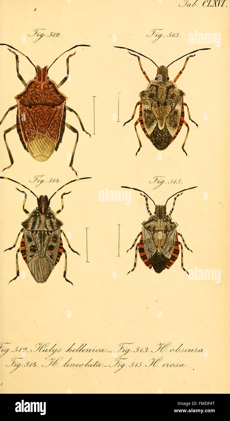 Plate CLXVI from 'Die wanzenartigen Insecten' illustrates a variety of ...