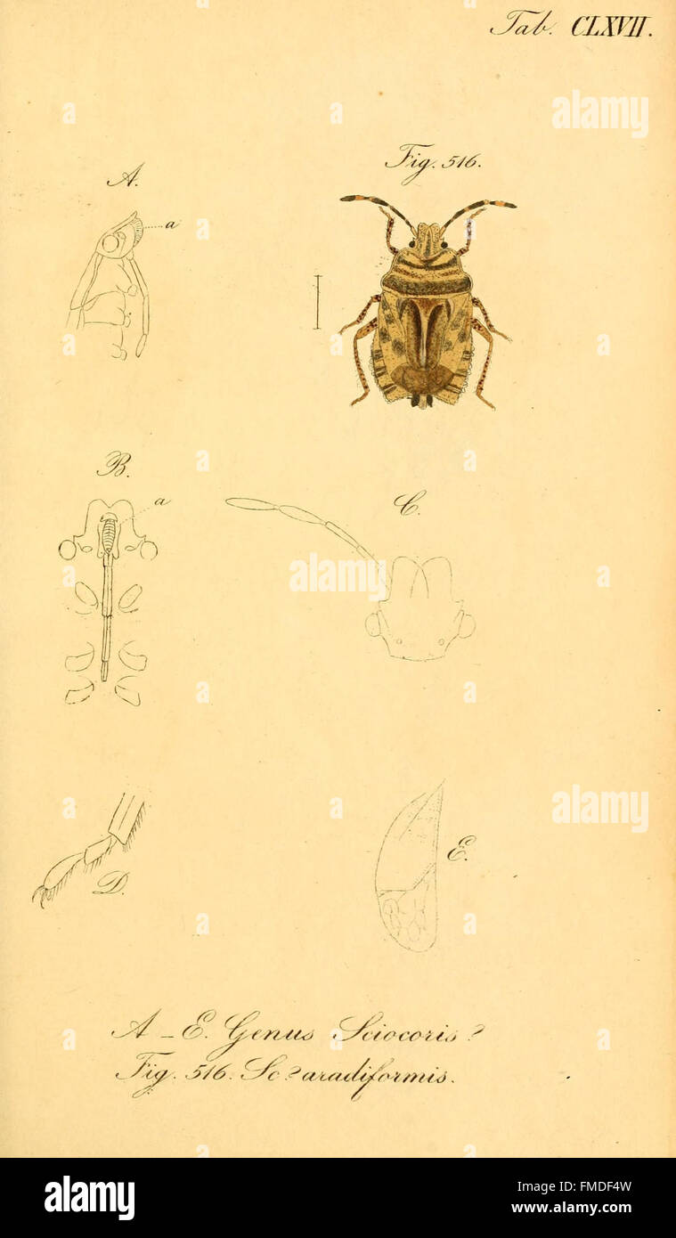 'Die Wanzenartigen Insecten' (Tab. CLXVII) is a scientific illustration ...