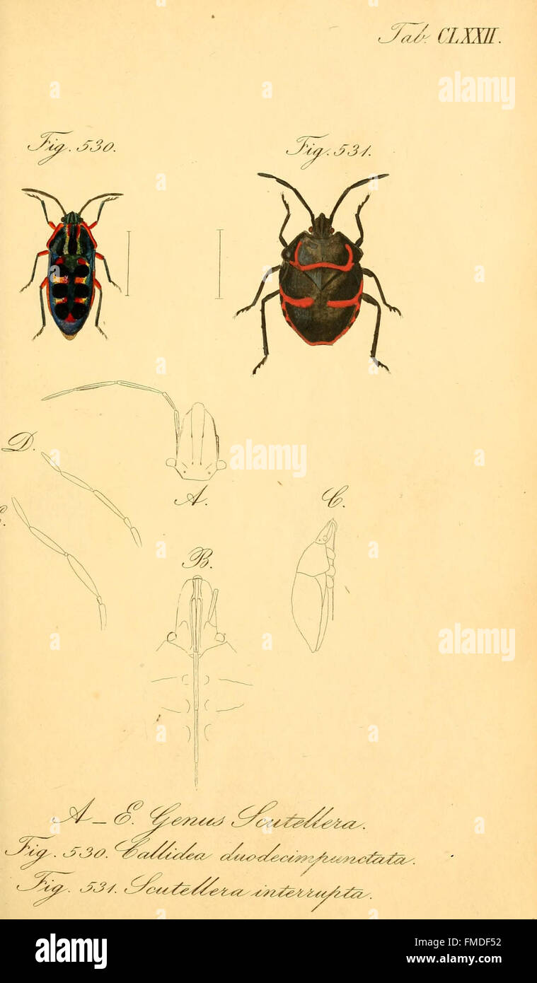 Tab. CLXXII from 'Die wanzenartigen Insecten' provides illustrations ...