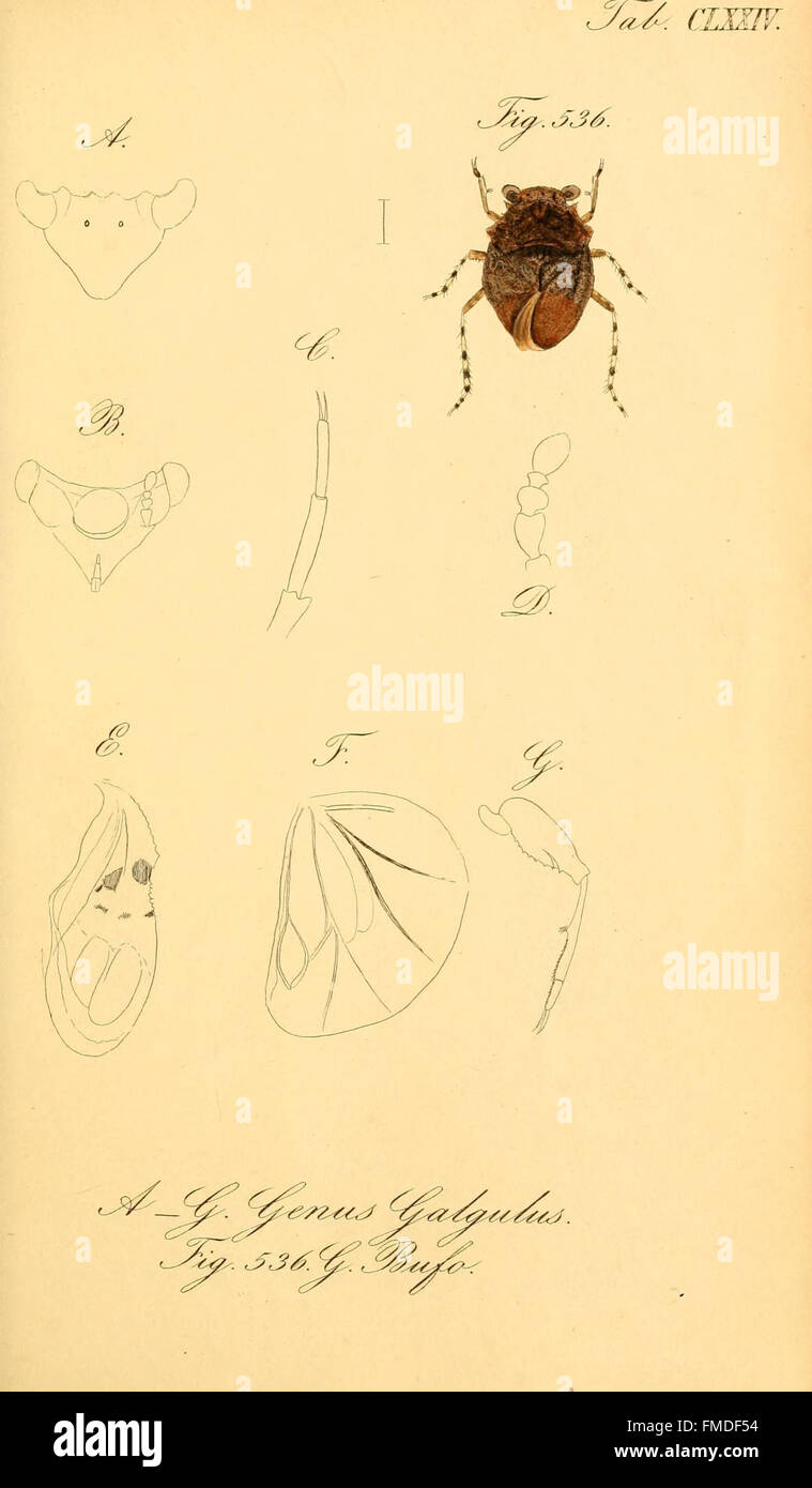 Tab. CLXXIV from 'Die Wanzenartigen Insecten' features detailed ...