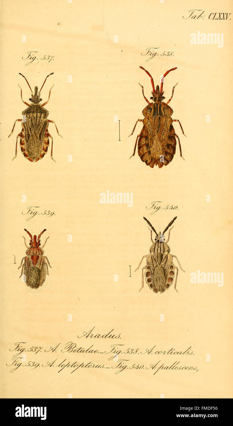 'Die Wanzenartigen Insecten' presents detailed illustrations of bug ...