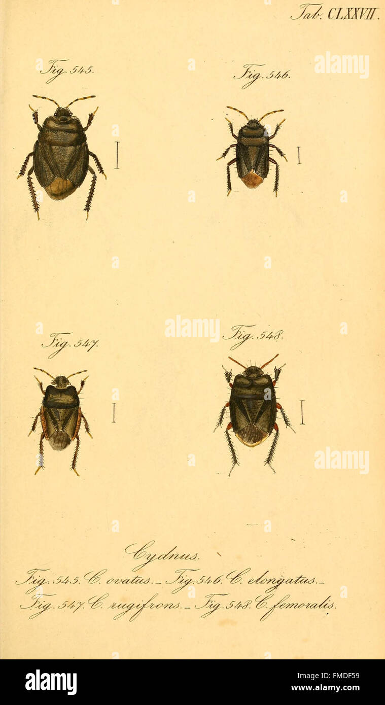 Die wanzenartigen Insecten (Tab. CLXXVII Stock Photo - Alamy