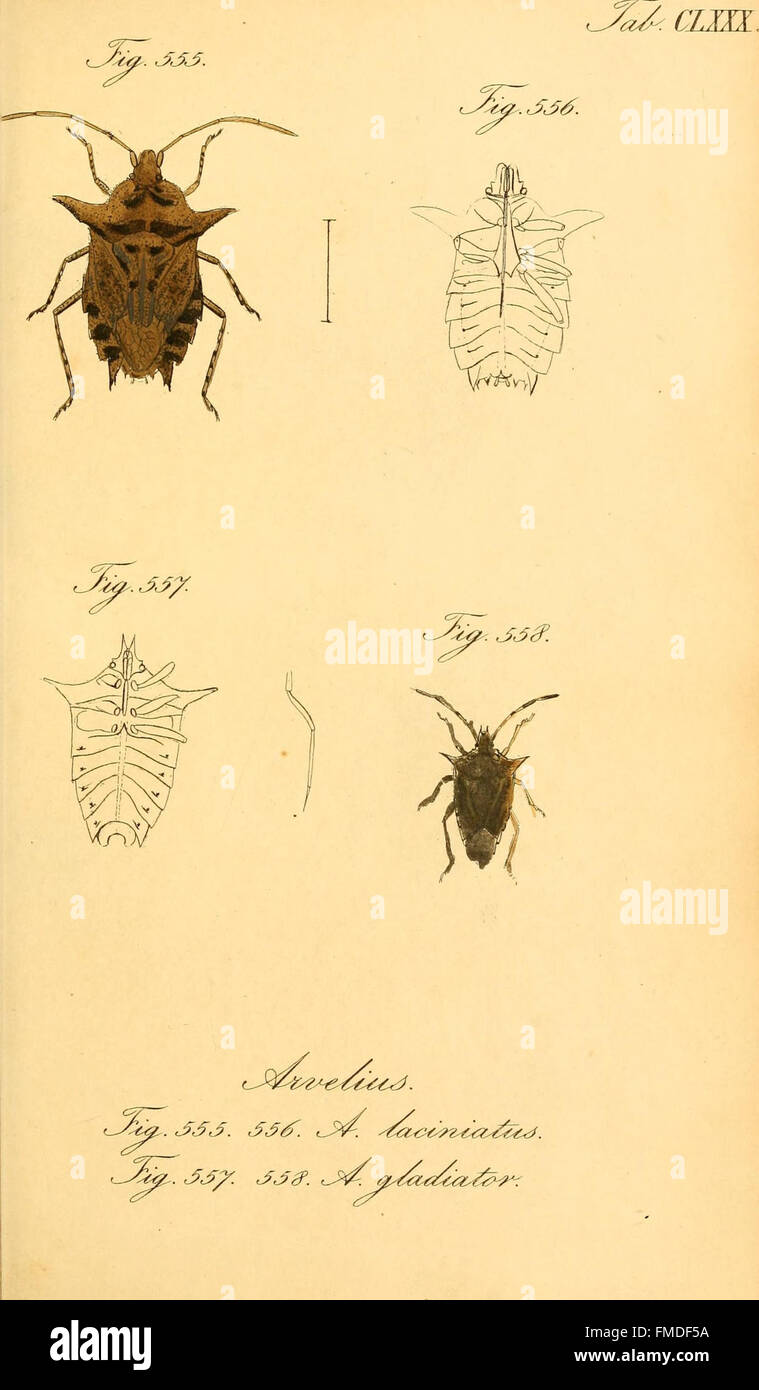 Tab. CLXXX from 'Die Wanzenartigen Insecten' depicts a variety of ...