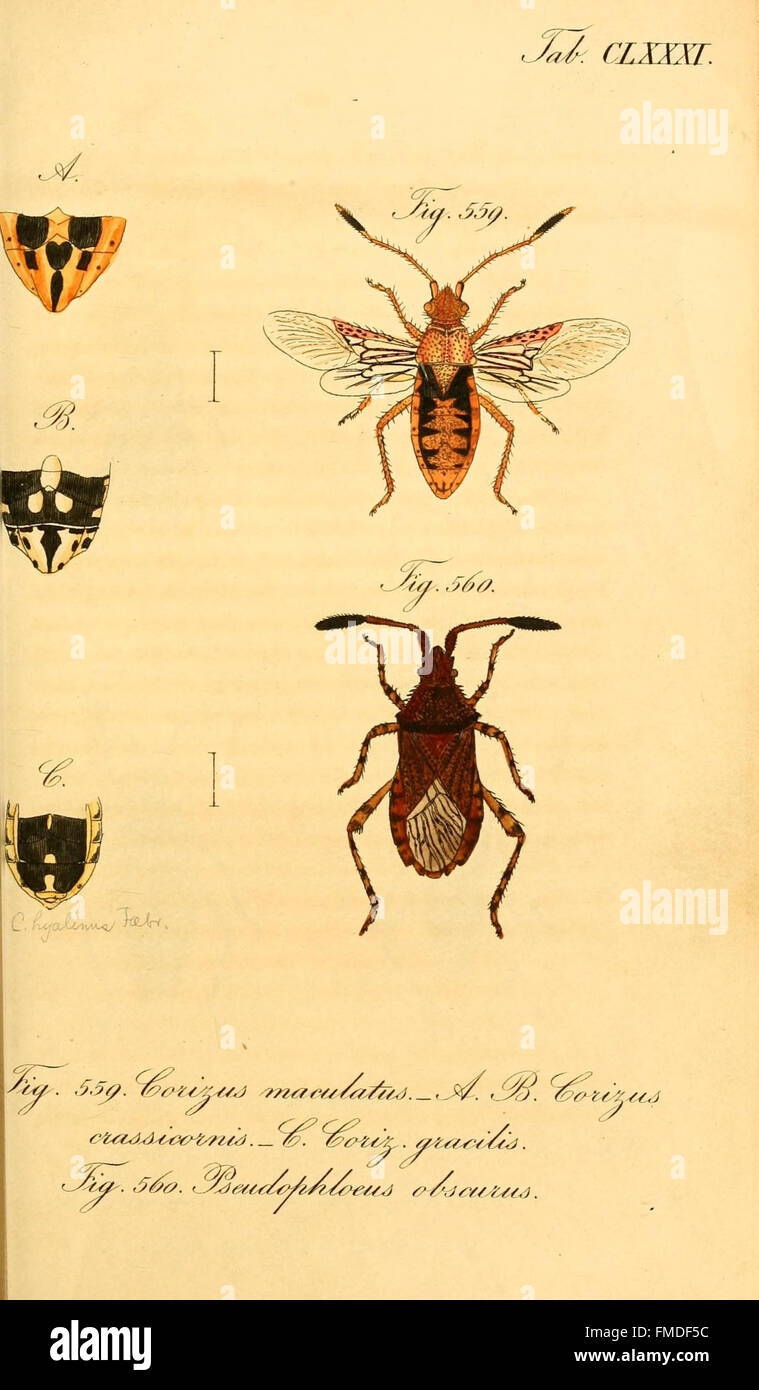 *Die wanzenartigen Insecten* provides a scientific examination of true ...