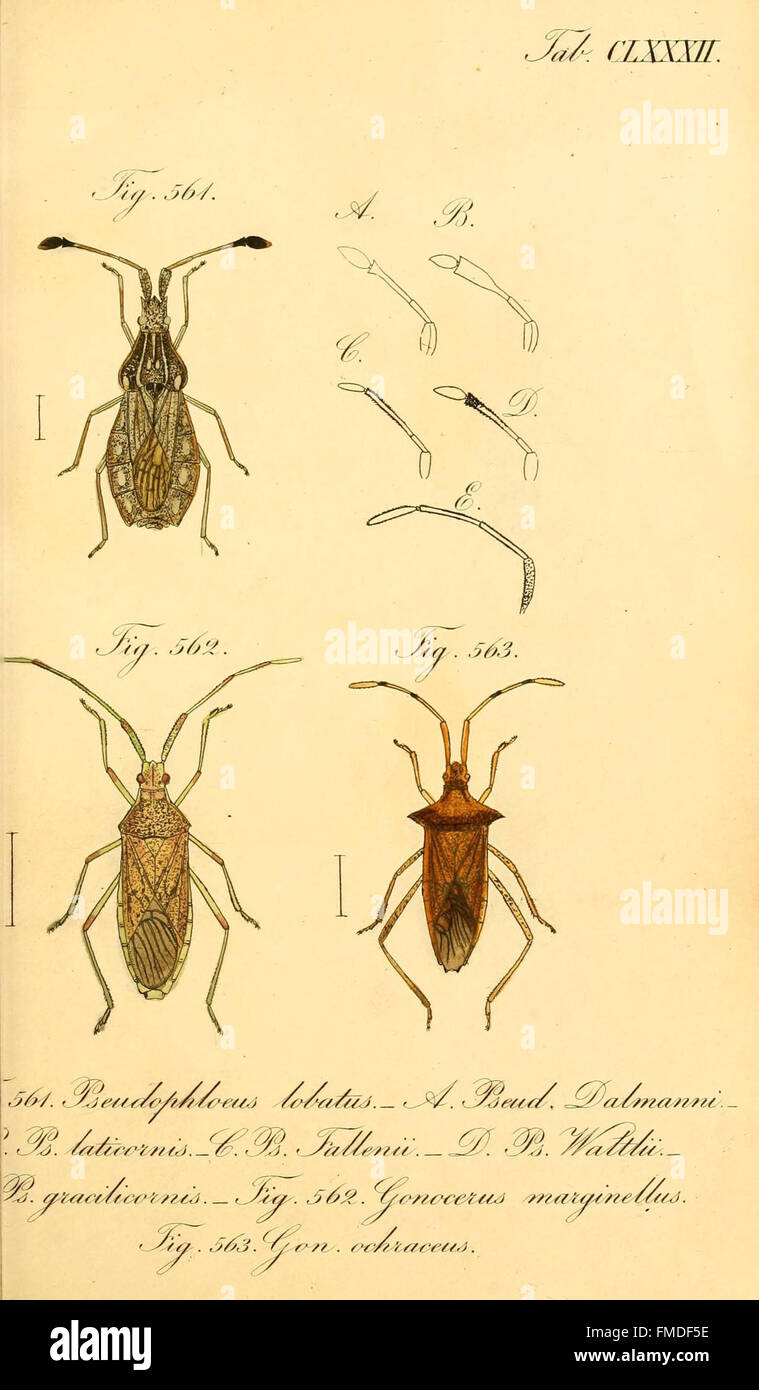 Tab. CLXXXII from 'Die Wanzenartigen Insecten' presents detailed ...