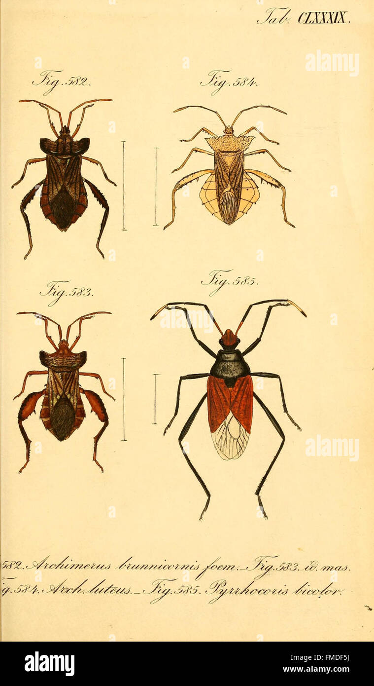 Plate CLXXXIX from 'Die Wanzenartigen Insecten' illustrates the various ...