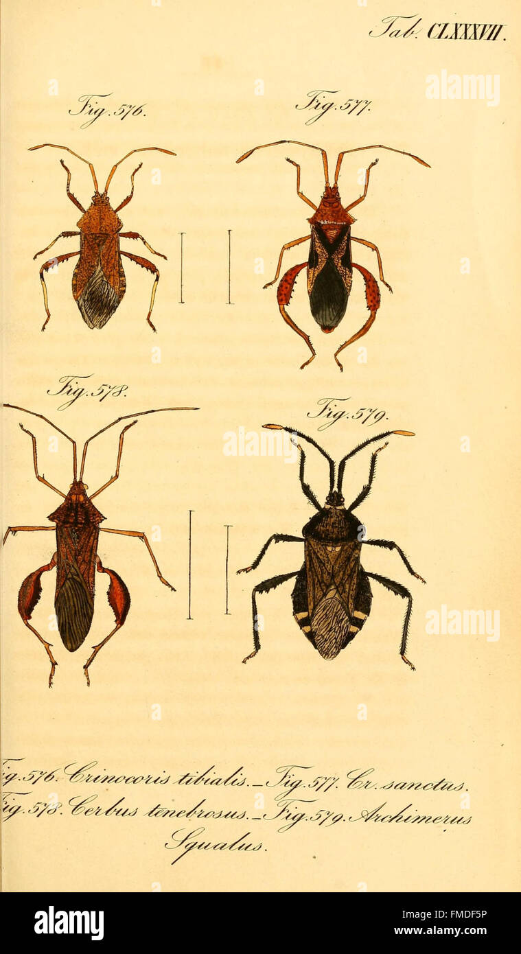 'Die wanzenartigen Insecten' (Hemiptera) is a scientific illustration ...