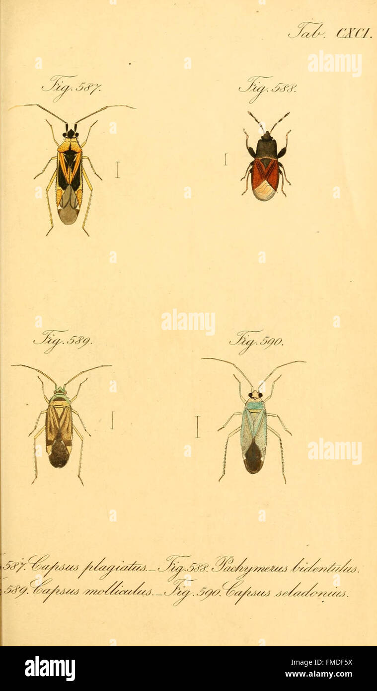 Plate CXCI from *Die Wanzenartigen Insecten* showcases various species ...