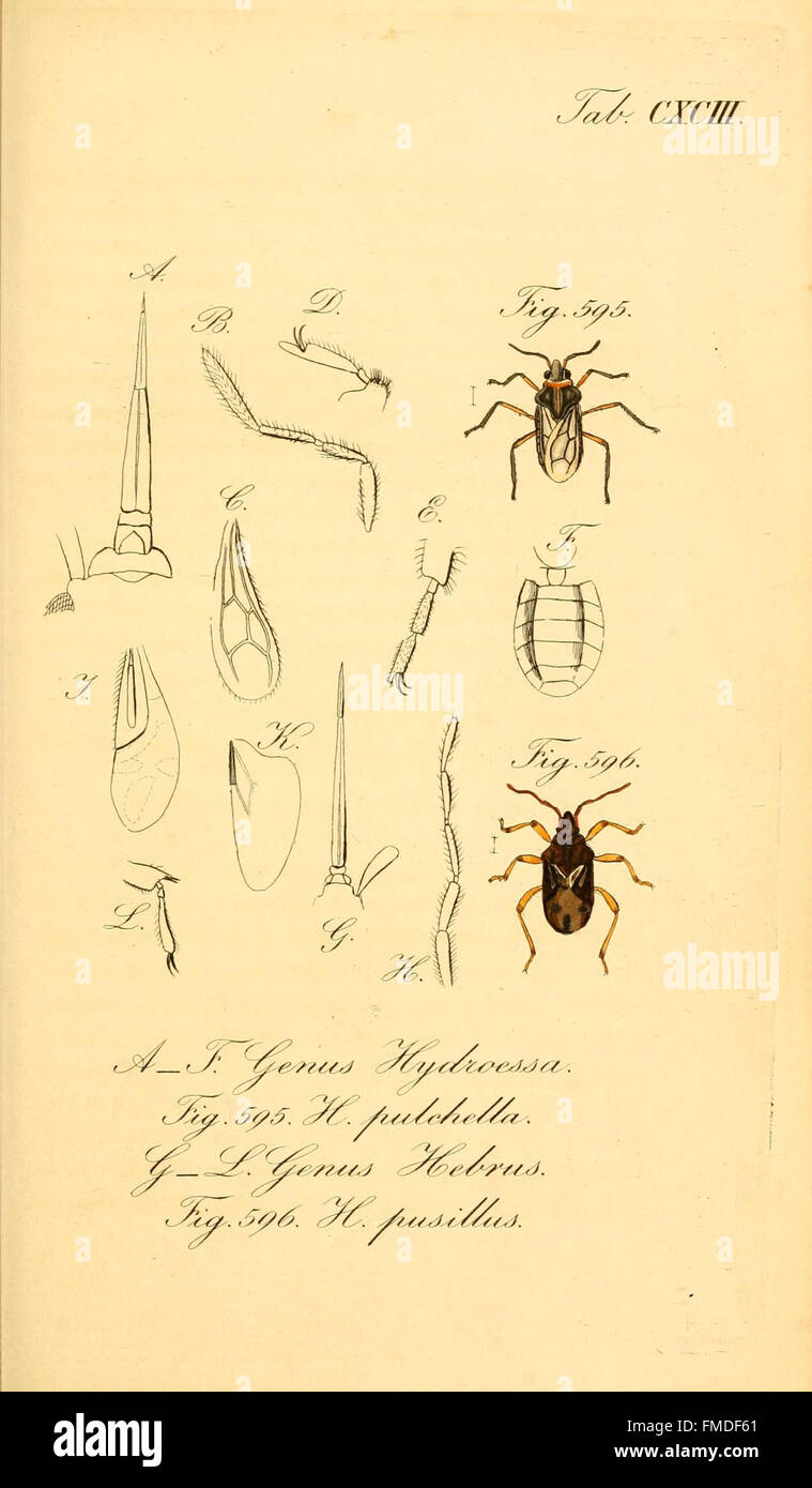 Tab. CXCIII of 'Die wanzenartigen Insecten' depicts a variety of ...
