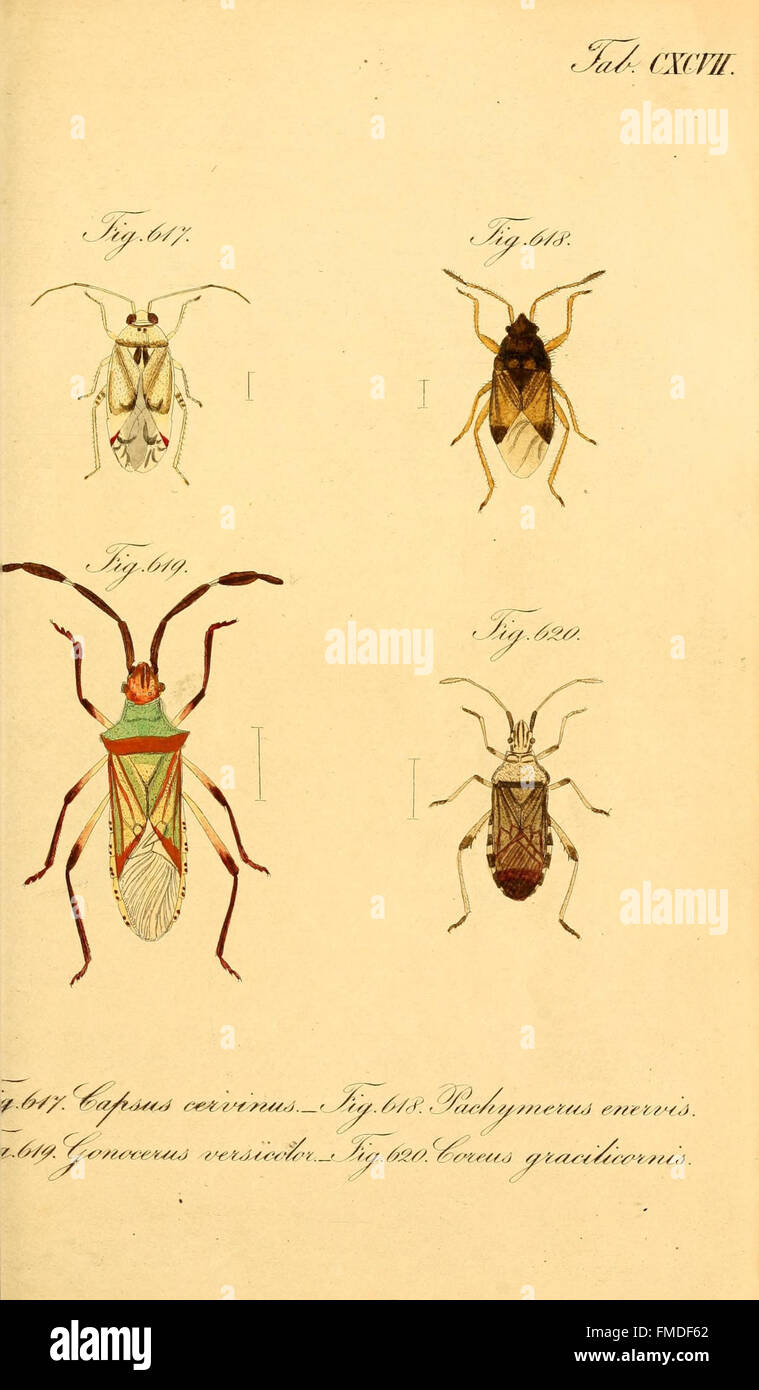 Tab. CXCIX from 'Die wanzenartigen Insecten' illustrates various ...