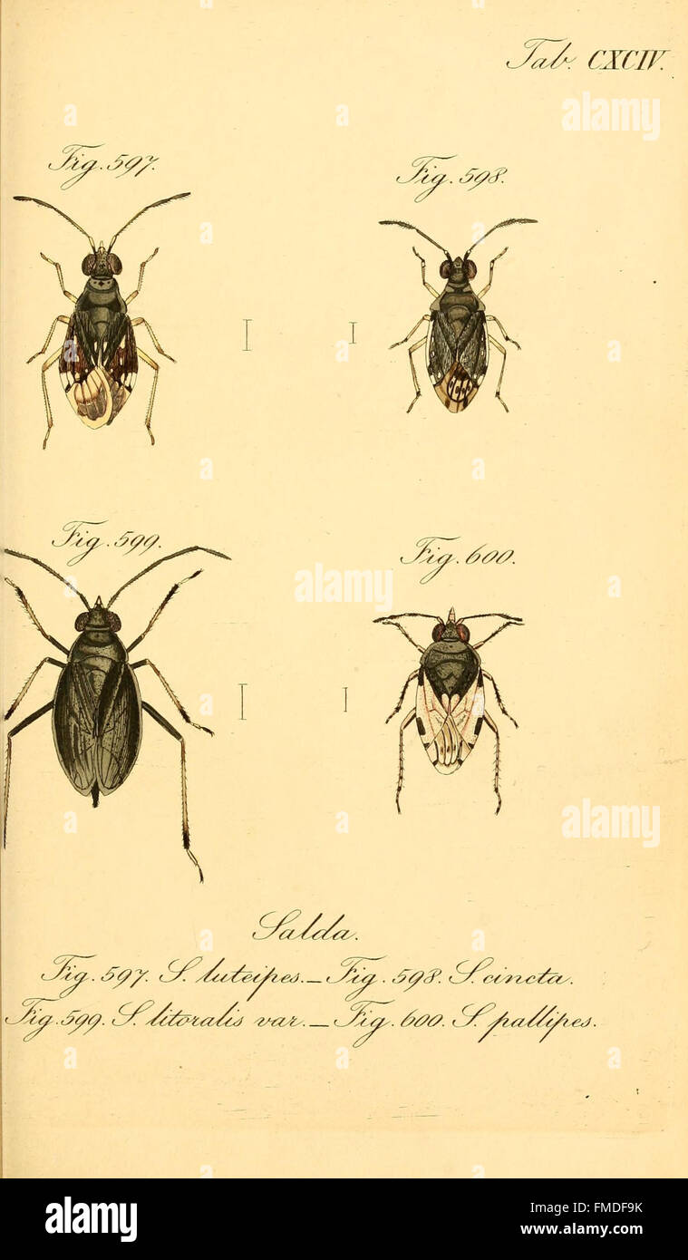 Plate CXCIV from *Die Wanzenartigen Insecten* illustrates various ...