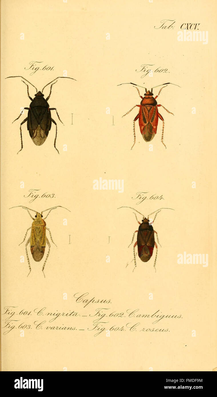 Plate CXCV from 'Die Wanzenartigen Insecten' depicts various species of ...
