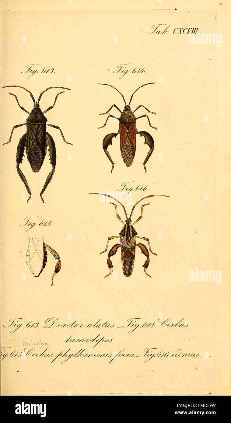 Tab. CXCVIII in *Die Wanzenartigen Insecten* details various species of ...